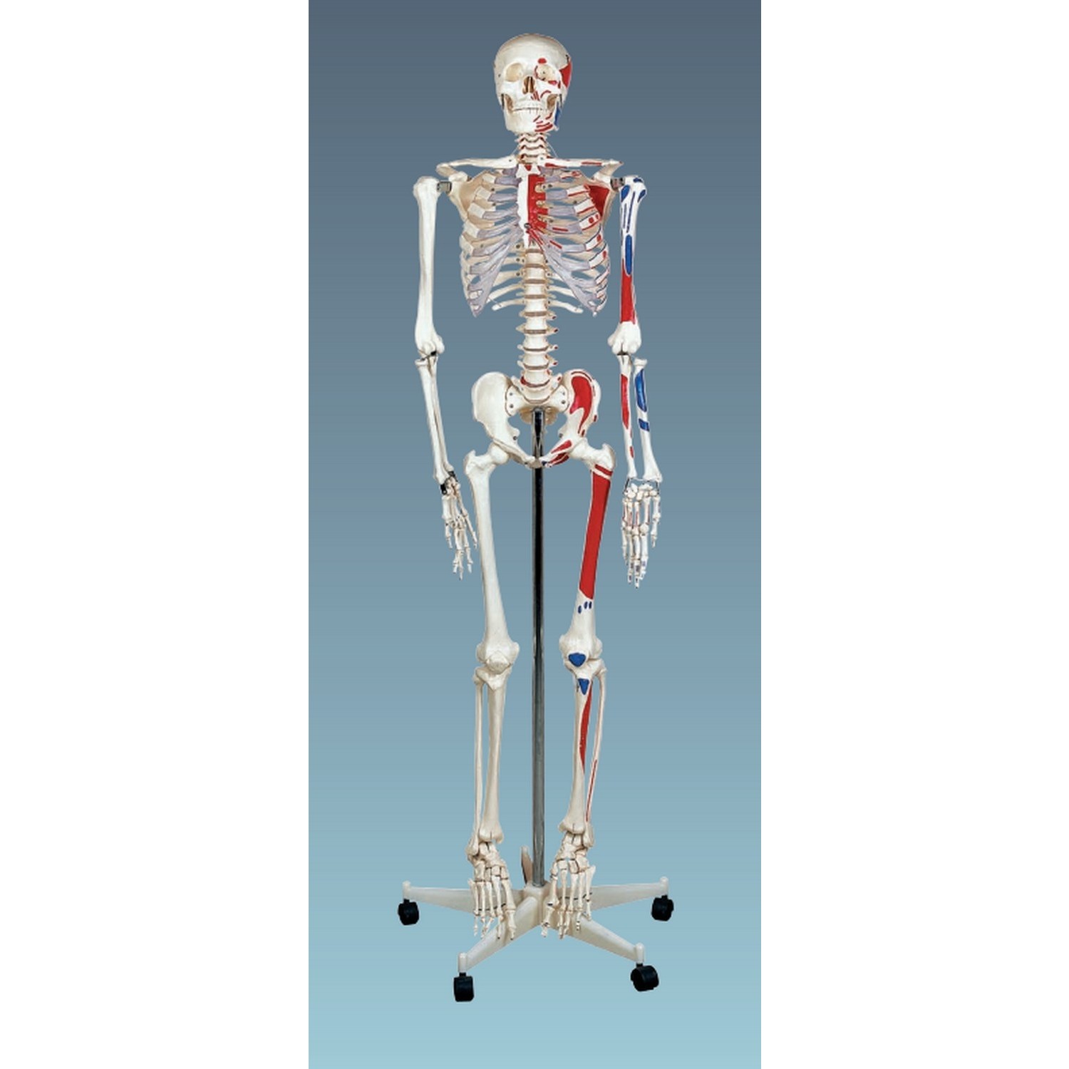 Ece Insan Iskeleti Modeli 180CM Kasları Gösterir – Fiyatı