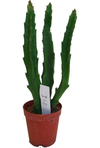 Toru Bahçe Leş Kaktüsü Hüernia Sc Hneideriana Mini Kırmızı Çiçek Açar Sukulent 5.5 cm Saksıda Toru Bahçe Leş Kaktüsü Hüernia Sc Hneideriana Mini Kırmızı Çiçek Açar Sukulent 5.5 cm Saksıda