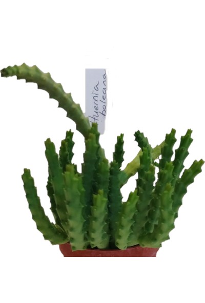 Toru Bahçe Huernia Boleona Leş Kaktüsü Salon Çiçegi Sukulent 5,5 cm Saksıda Toru Bahçe Huernia Boleona Leş Kaktüsü Salon Çiçegi Sukulent 5,5 cm Saksıda