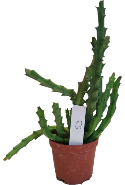 Toru Bahce Leşkaktüsü Veriegata Puatiyeli Leopar Desenli Çiçek Açar Sukulent 5.5 cm Saksıda Toru Bahce Leşkaktüsü Veriegata Puatiyeli Leopar Desenli Çiçek Açar Sukulent 5.5 cm Saksıda