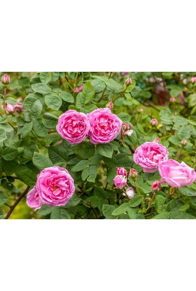 Plantistanbul Rosa Centifolia Okka Gülü Saksıda Plantistanbul Rosa Centifolia Okka Gülü Saksıda