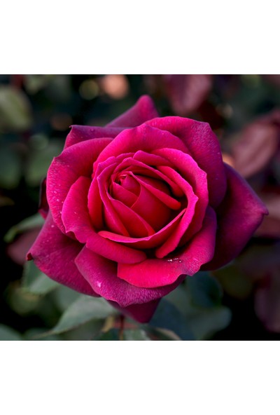 Plantistanbul Fuşya Gül Fidanı Saksıda