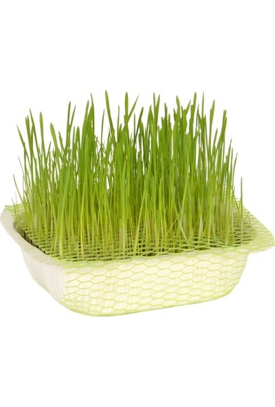 Daisy Pet Natural Kedi Çimi + Koruyucu File