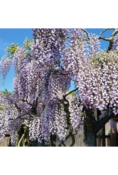 Esflora Wisteria Sinensis Prolific Mor Salkım Fidanı