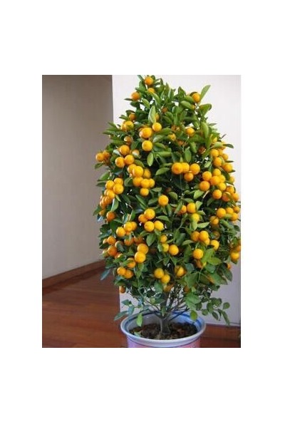 Boothas Bodur Bol Meyveli Mandalina Tohumu 7'li + Torf + Saksı + Tohum Boothas Bodur Bol Meyveli Mandalina Tohumu 7'li + Torf + Saksı + Tohum