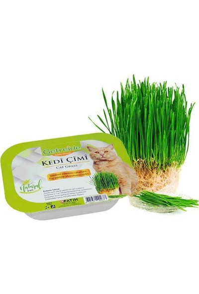 Getreide Fileli Doğal Kedi Çimi