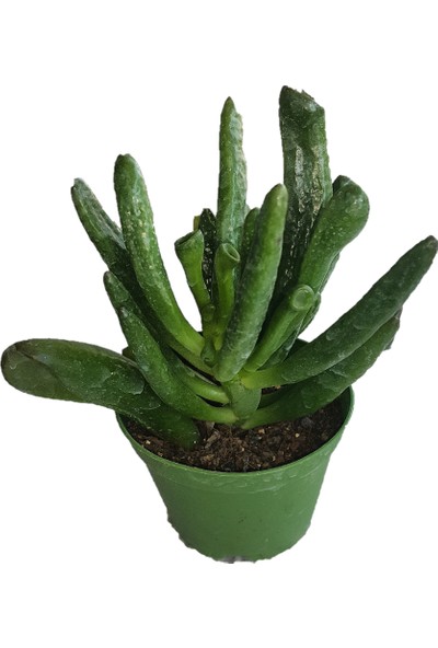Toru Bahçe Para Ağacı Çiçeği 5 cm Saksıda Kumuk Crassula Ovata Şans Bereket Çiçeği Toru Bahçe Para Ağacı Çiçeği 5 cm Saksıda Kumuk Crassula Ovata Şans Bereket Çiçeği