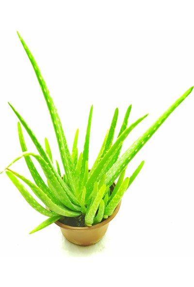 Oskaryum Aloe Vera Bitkisi Boy 30-40 cm En Az 10 Köklü Oskaryum Aloe Vera Bitkisi Boy 30-40 cm En Az 10 Köklü