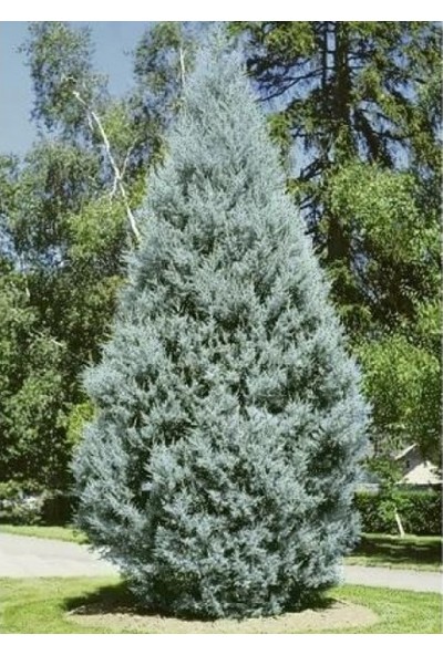 Plantistanbul Cupressus Arizonica - Mavi Servi Fidanı Saksıda