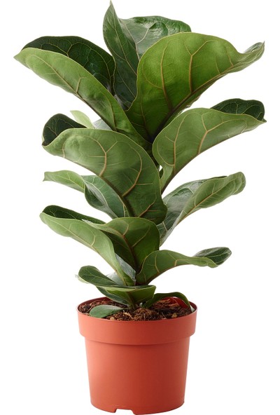 Ficus lyrata Keman Yapraklı Kauçuk, 60-80 Ficus lyrata Keman Yapraklı Kauçuk, 60-80
