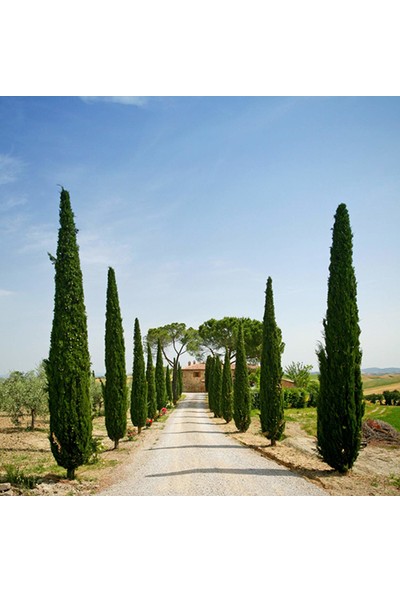 Plantistanbul Kara Servi Cupressus Sempervirens Saksıda