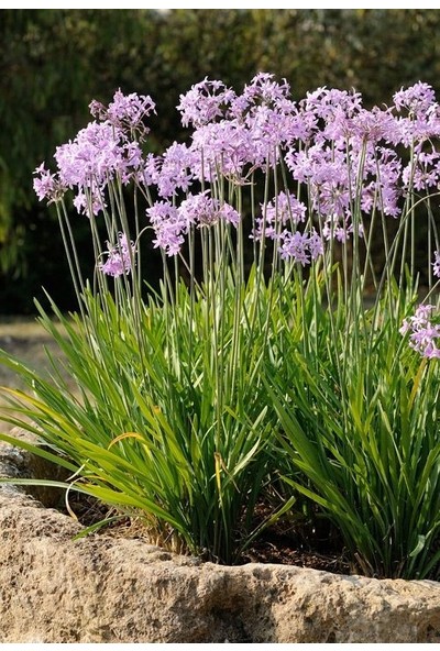 Plantistanbul Tulbaghia Violacea Sarımsak Çiçeği Saksıda