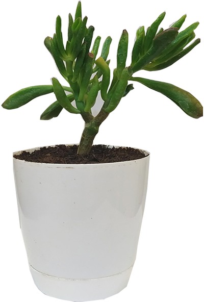 Toru Bahçe Gerçek Para Ağaci Çi̇çeği̇ 5-15CM Dolgun Ori̇ji̇nal Crassula Ovata Şans Bereket Çi̇çeği̇ Toru Bahçe Gerçek Para Ağaci Çi̇çeği̇ 5-15CM Dolgun Ori̇ji̇nal Crassula Ovata Şans Bereket Çi̇çeği̇