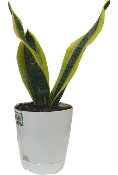 Torubahçe Peygamber Kılıcı / Paşa Kılıcı Çiçeği 30CM Üzeri Hava Temizleme Özelliği