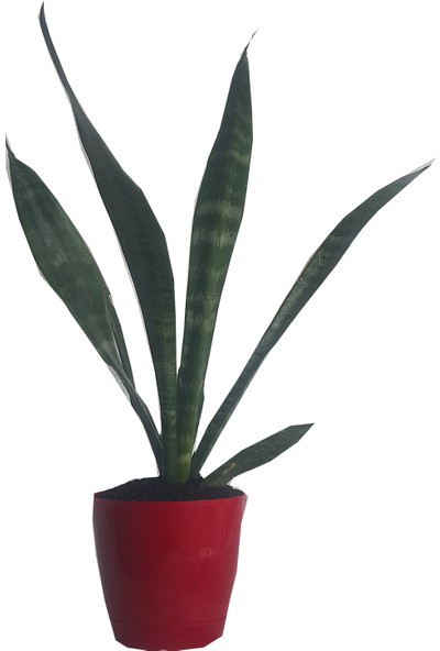 Toru Bahçe Paşa Kılıcı / 35X55 cm