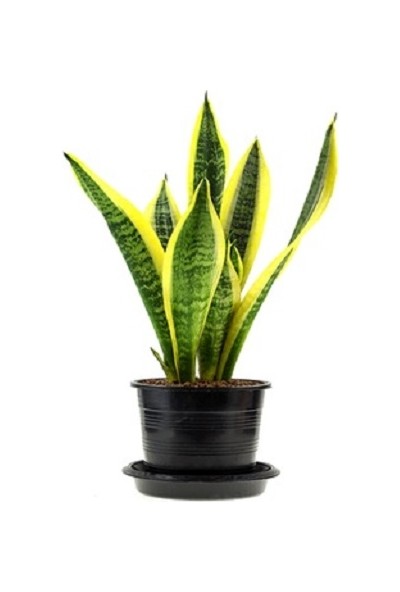 Berceste Peyzaj Kılıç Çiçeği 40 cm Paşa Kılıcı Ev Bitkisi Ofis Bitki Salon Bitkisi Berceste Peyzaj Kılıç Çiçeği 40 cm Paşa Kılıcı Ev Bitkisi Ofis Bitki Salon Bitkisi