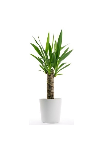 Berceste Peyzaj Yucca Jawel Avize Çiçeği Çelik Gövde 40-50 cm Salon Ev Bitkisi Berceste Peyzaj Yucca Jawel Avize Çiçeği Çelik Gövde 40-50 cm Salon Ev Bitkisi