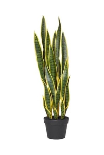 Bercestepeyzaj Kılıç Çiçeği 50 cm Paşa Kılıcı Ev Ofis Salon Bitkisi Bercestepeyzaj Kılıç Çiçeği 50 cm Paşa Kılıcı Ev Ofis Salon Bitkisi