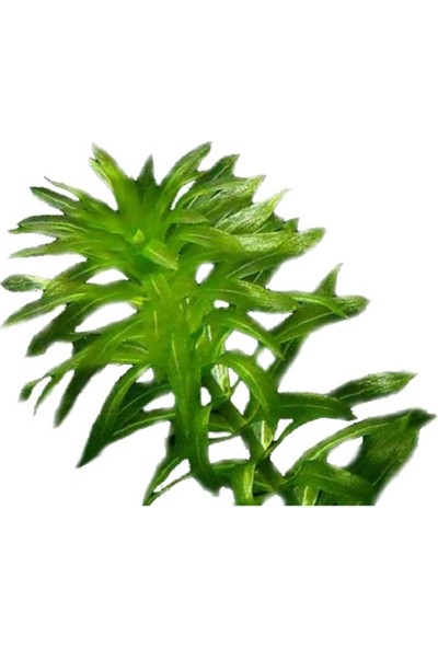 Akvaryum Bitkisi Elodea Egeria Densa 1 Adet Akvaryum Bitkisi Elodea Egeria Densa 1 Adet