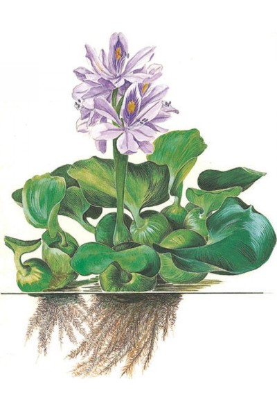Bio Aquatic Su Sümbülü Eichhornia Crassipes