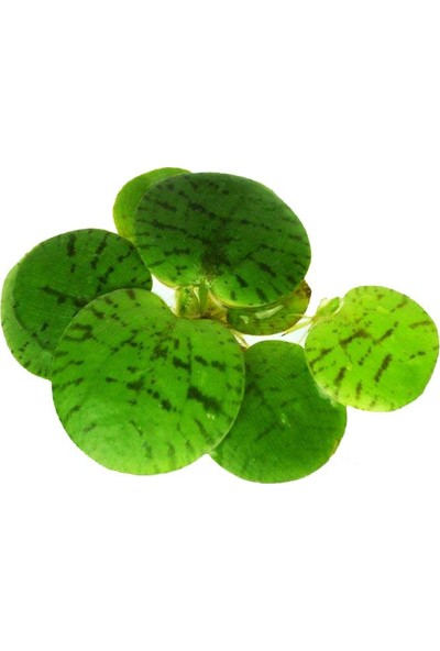 Akvaryum Bitkileri Limnobium Laevigatum 1 Adet