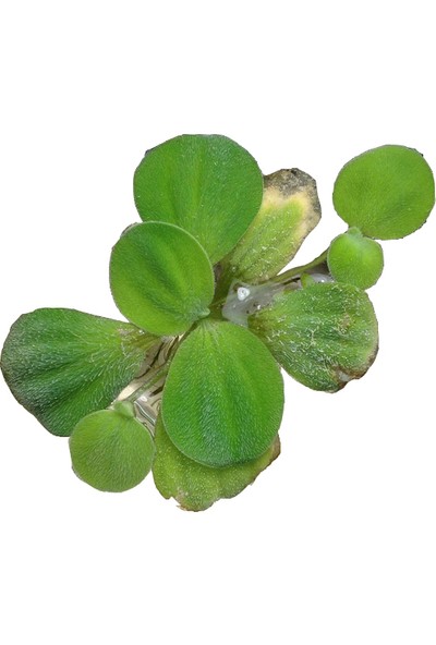 Akvaryum Bitkileri Su Marulu (Pistia Stratiotes) İki Adet