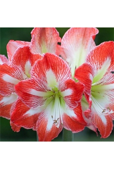 Vipfoni Hippeastrum Amarillis Soğanı 2 li Vipfoni Hippeastrum Amarillis Soğanı 2 li