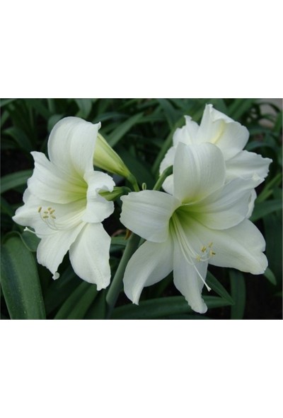 Vipfoni Hippeastrum Amarillis Soğanı 2 li Vipfoni Hippeastrum Amarillis Soğanı 2 li