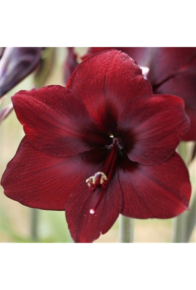 Vipfoni Hippeastrum Amarillis Soğanı 2 li Vipfoni Hippeastrum Amarillis Soğanı 2 li