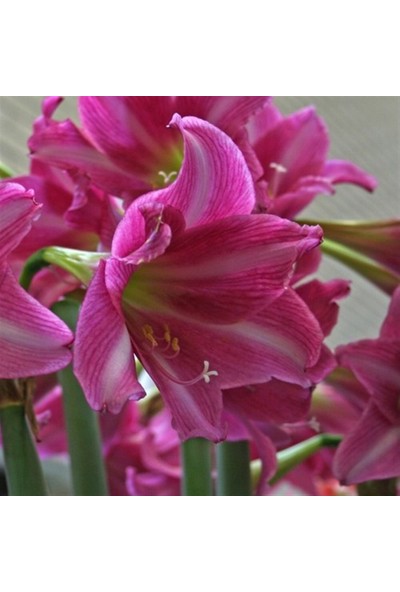 Vipfoni Hippeastrum Amarillis Soğanı 2 li Vipfoni Hippeastrum Amarillis Soğanı 2 li