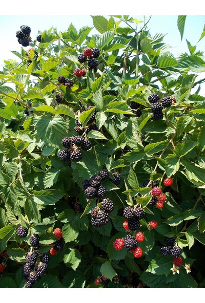 Fidanistanbul Dikensiz Böğürtlen Fidanı + 120 cm Saksıda