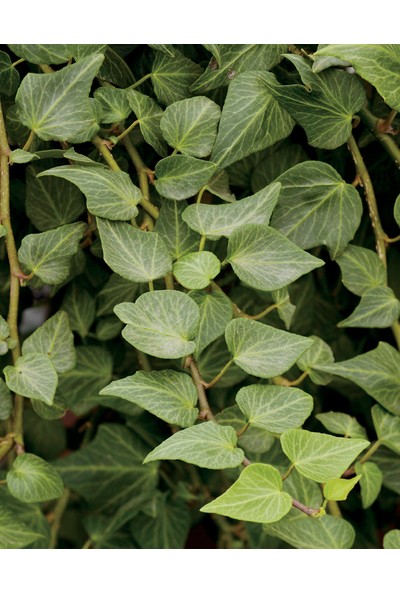 Plantistanbul Hedera Helix Teardrop Kalp Yapraklı Orman Sarmaşığı 20 - 40 cm Saksıda