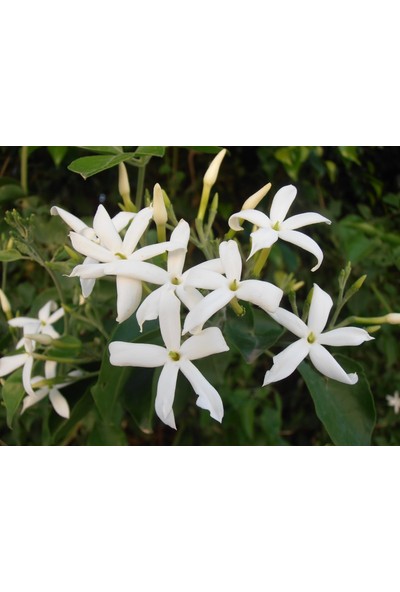 Plantistanbul Jasminum Azoricum Lemon Limon Kokulu Yasemin 40 - 60 cm Saksıda Plantistanbul Jasminum Azoricum Lemon Limon Kokulu Yasemin 40 - 60 cm Saksıda