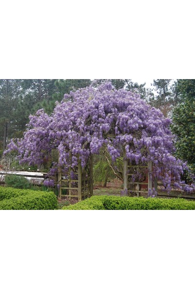 Plantistanbul Wisteria Sinensis Kokulu Mor Salkım Fidanı +5 Yaş Saksıda
