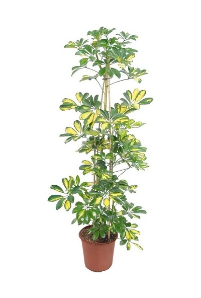 Berceste Peyzaj 5 Parmak Bitkisi Şeflera Schefflera Tek Gövde 105 cm Ev Bitkisi Salon Bitkisi Ofis Bitkisi Berceste Peyzaj 5 Parmak Bitkisi Şeflera Schefflera Tek Gövde 105 cm Ev Bitkisi Salon Bitkisi Ofis Bitkisi