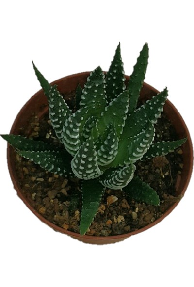 Toru Bahçe Zebra Desenli Bol Yapraklı Formlu Sukulent Çiçeği 5,5 cm Toru Bahçe Zebra Desenli Bol Yapraklı Formlu Sukulent Çiçeği 5,5 cm