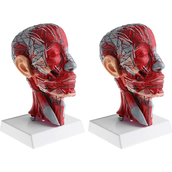 2pcs Sagital Düzlem 1: 1 Boyun Kaplı Insan Kafa Iskeleti Fiyatı