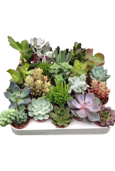 Ege Garden Sukulent Seti 10'lu 5,5 cm