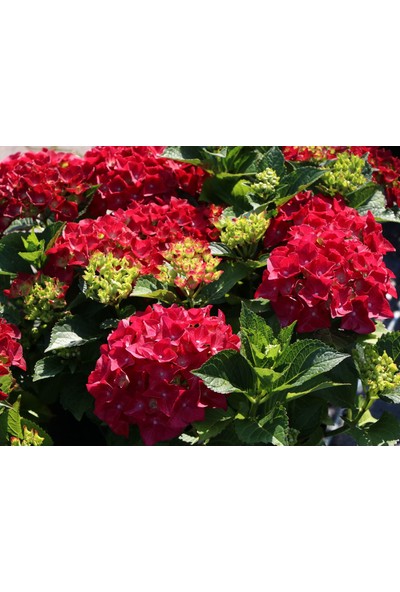 Plantistanbul Hydrangea Macrophylla Red Kırmızı Ortanca Ithal, Saksıda