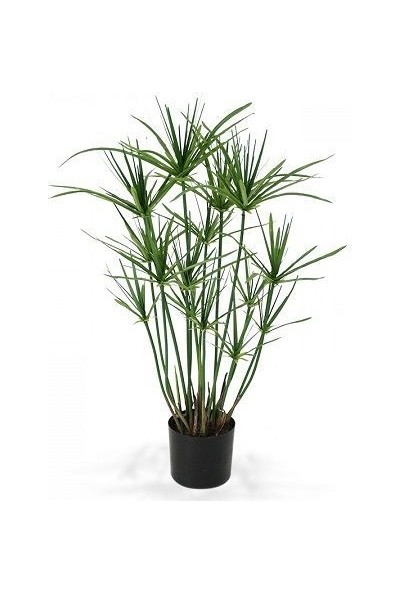 Plantistanbul Cyperus Alternifolius Japon Şemsiyesi, +120 Cm, Saksıda