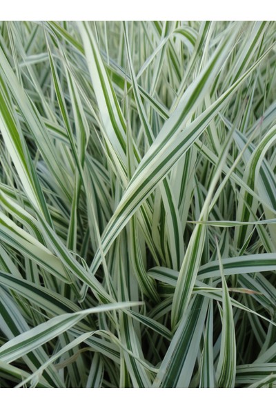 Plantistanbul Phalaris Arundinacea Picta Alacalı Kanarya Otu, Saksıda