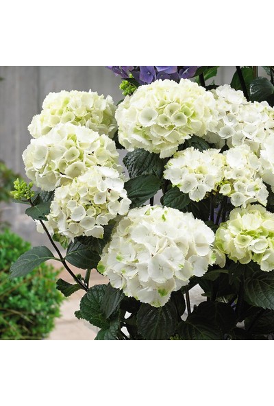 Plantistanbul Hydrangea Macrophylla White Beyaz Ortanca, Ithal, Saksıda