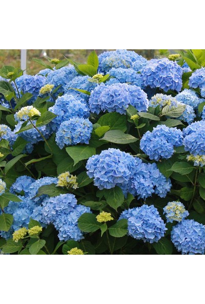 Plantistanbul Hydrangea Macrophylla Blue Mavi Ortanca , Ithal, Saksıda Plantistanbul Hydrangea Macrophylla Blue Mavi Ortanca , Ithal, Saksıda