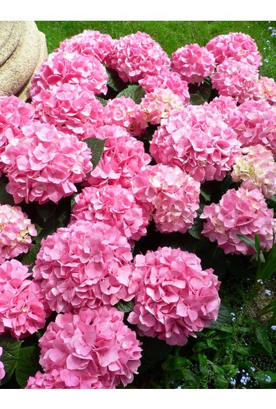 Plantistanbul Hydrangea Macrophylla Pink Pembe Ortanca, Ithal, Saksıda Plantistanbul Hydrangea Macrophylla Pink Pembe Ortanca, Ithal, Saksıda