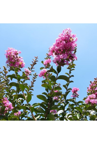 Yalova Fidan Market Pembe Oya Ağacı