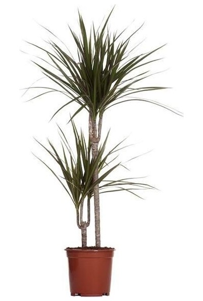 Yalova Fidan Market Dracena Marginata, Madagaskar Dragon Ağacı