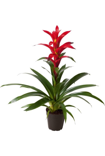 Yalova Fidan Market Guzmanya (Guzmania)