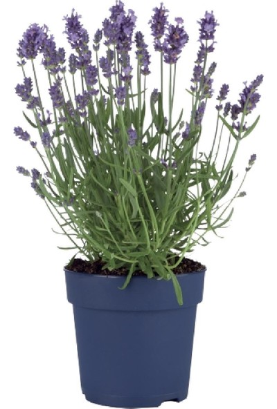 Yalova Fidan Market Lavanta (Lavandula) 4 Adet Yalova Fidan Market Lavanta (Lavandula) 4 Adet