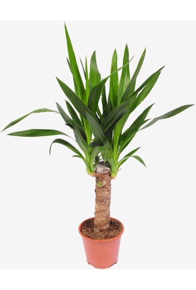 Yalova Fidan Market Yuka Çiçeği Tek Gövdeli Yalova Fidan Market Yuka Çiçeği Tek Gövdeli