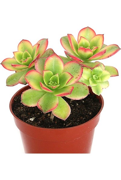 Tunç Botanik Aeonium Kiwi Teraryum Bitkisi Sukulent 10'lu Tunç Botanik Aeonium Kiwi Teraryum Bitkisi Sukulent 10'lu